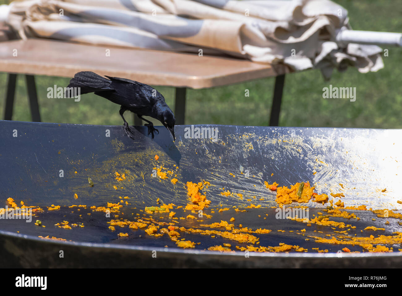 The Greater Antillean grackle (Quiscalus niger) during Cuban lunch ...