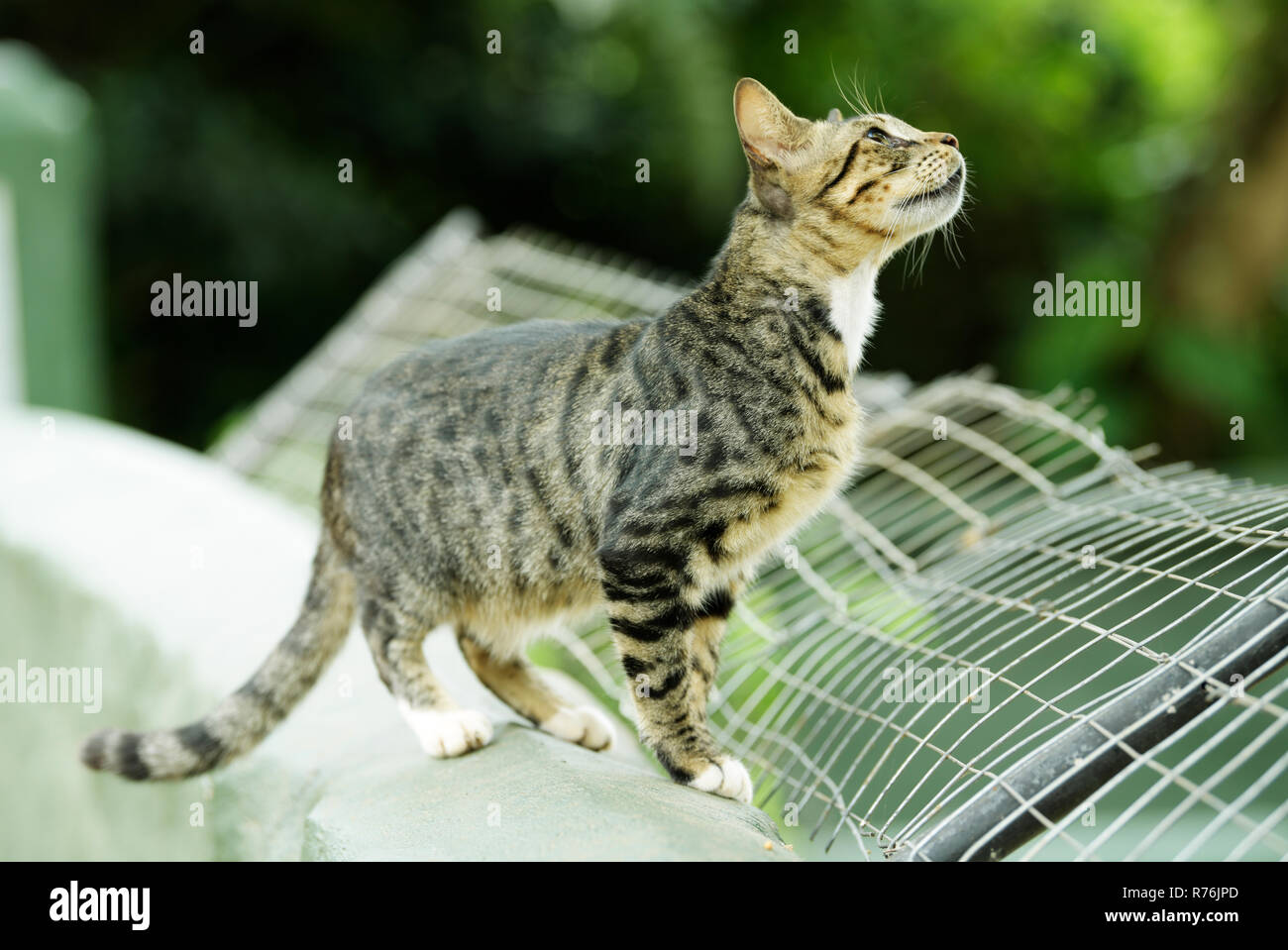 Animal inquisitive expression hi-res stock photography and images - Alamy
