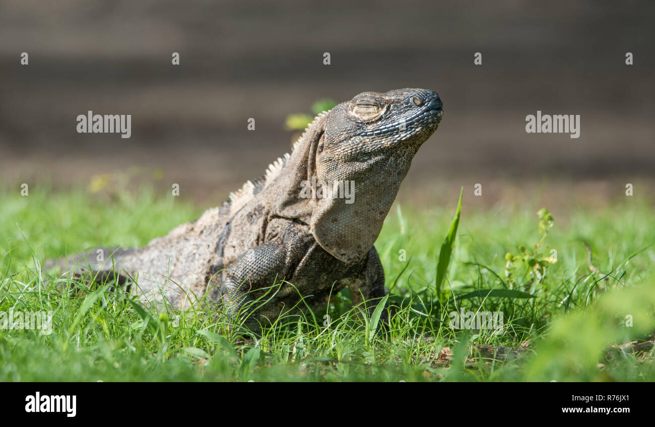 Sleepy Large Black Iguana (Ctenosaura similis) sunning himself in a ...