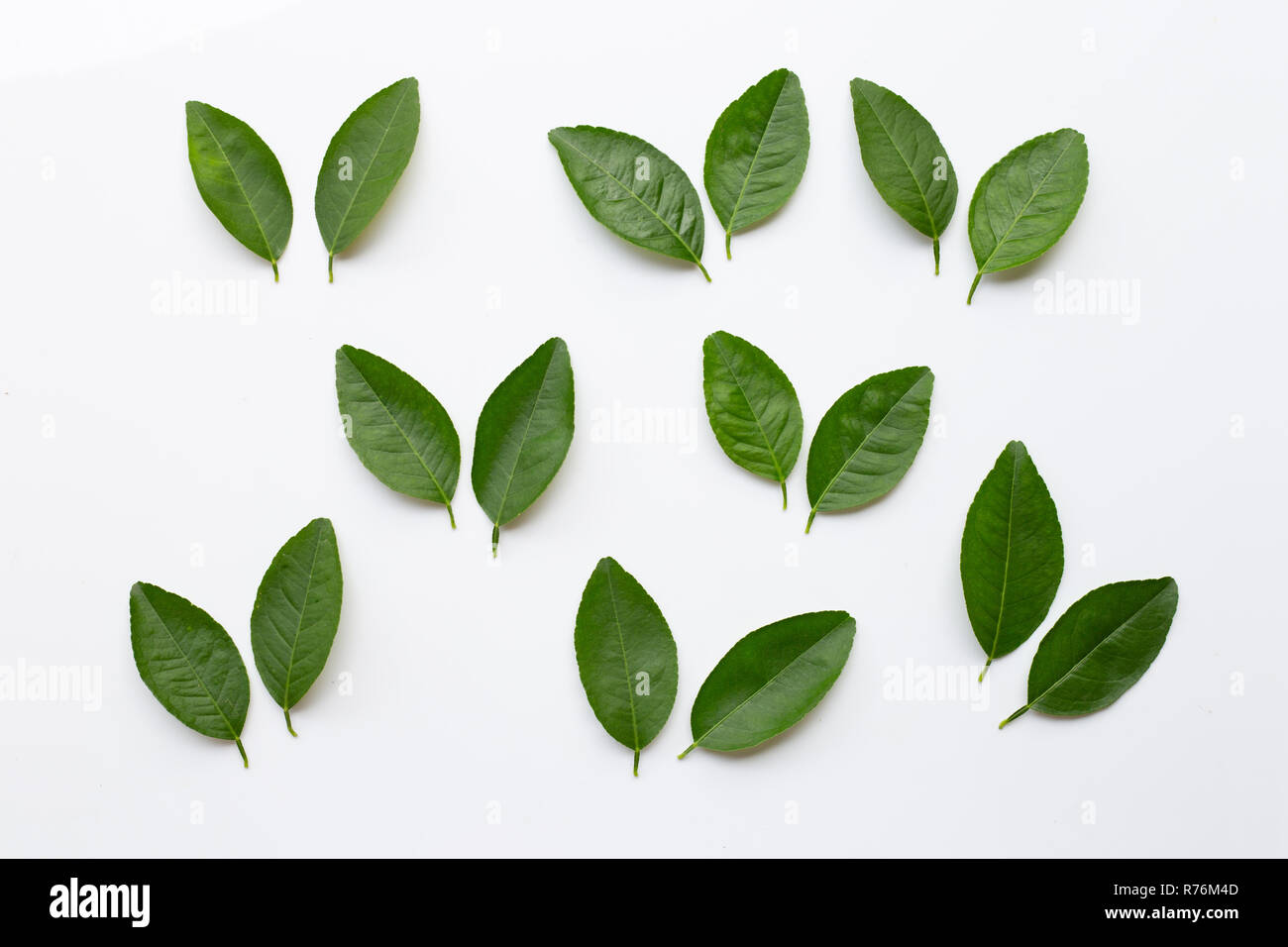Green lime leaves on white background Stock Photo - Alamy