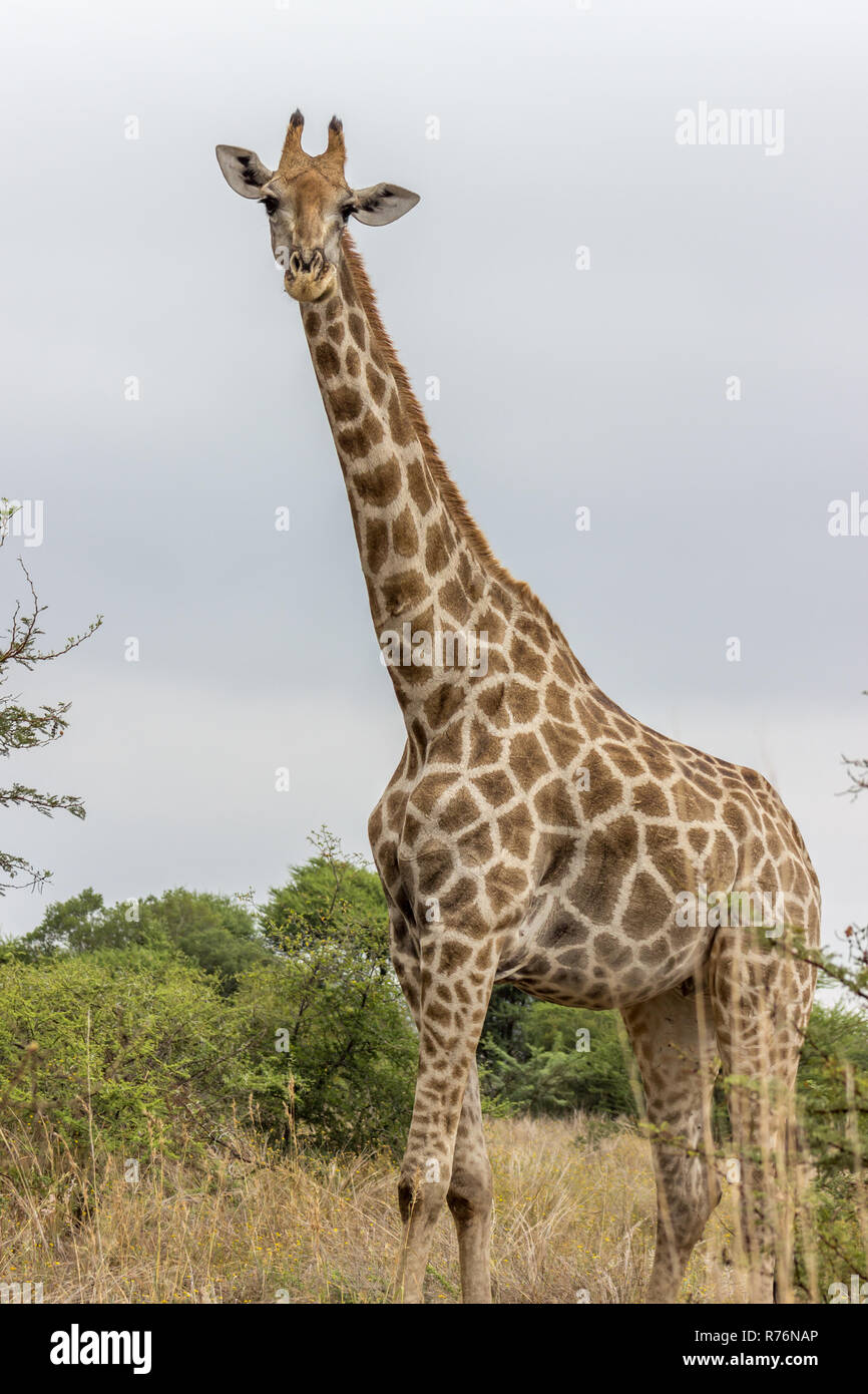 Geraffe hi-res stock photography and images - Alamy