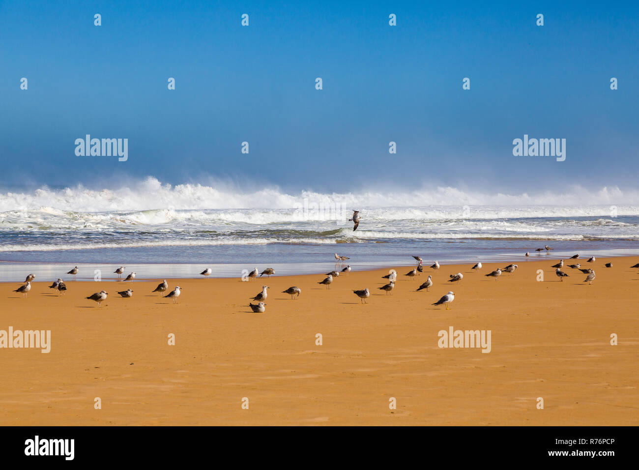 Atlantic ocean birds hi-res stock photography and images - Alamy
