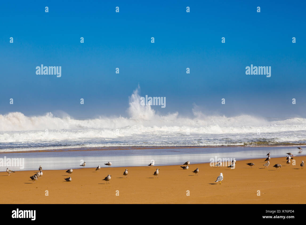 Atlantic ocean birds hi-res stock photography and images - Alamy
