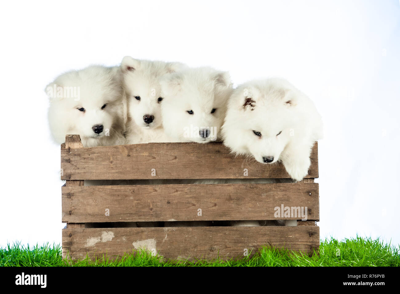 Samoyed Puppies in a box Stock Photo - Alamy