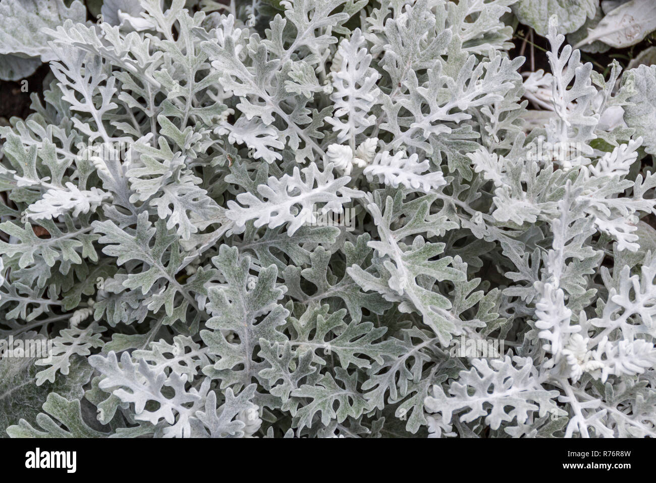 Closeup of a dusty miller plant Stock Photo - Alamy