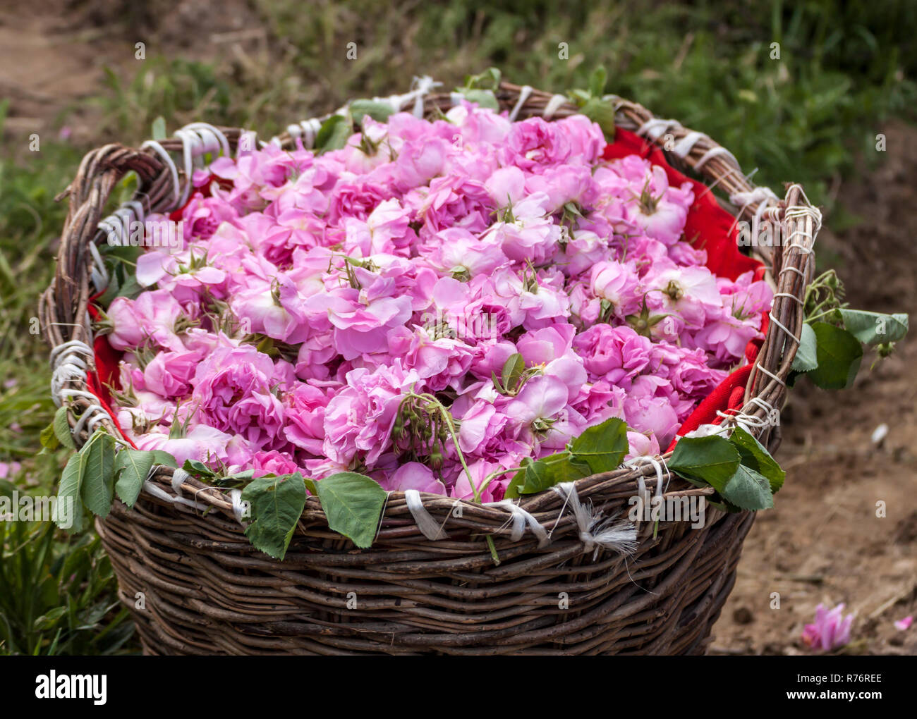 Bulgarian valley of roses hi-res stock photography and images - Alamy