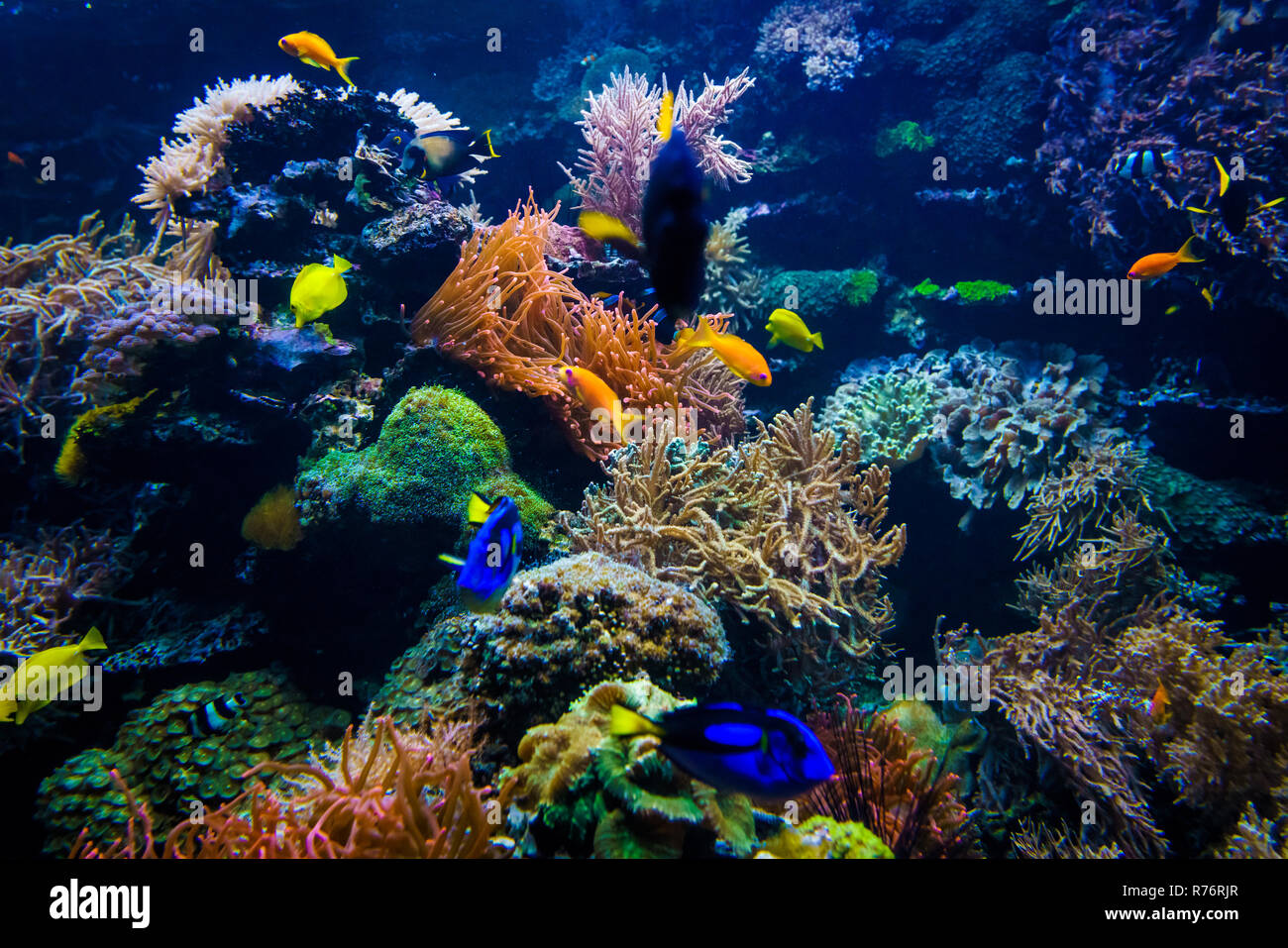 Aquarium. Underwater life landscape Stock Photo - Alamy