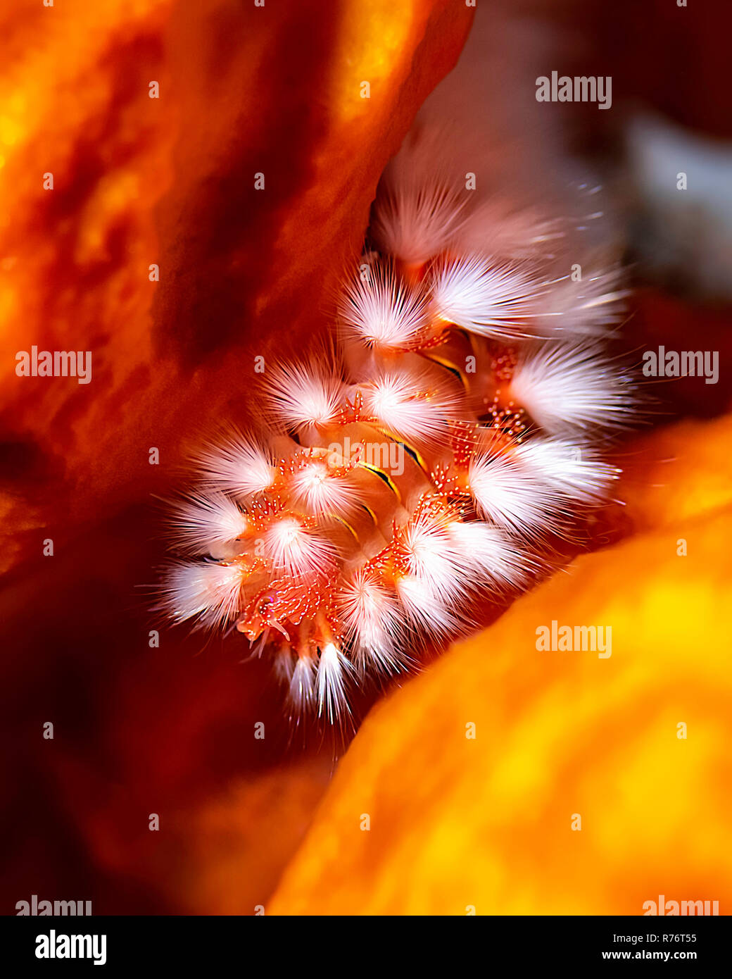 Bearded Fire Worm in a soft orange sponge with vibrant colors and furry ...