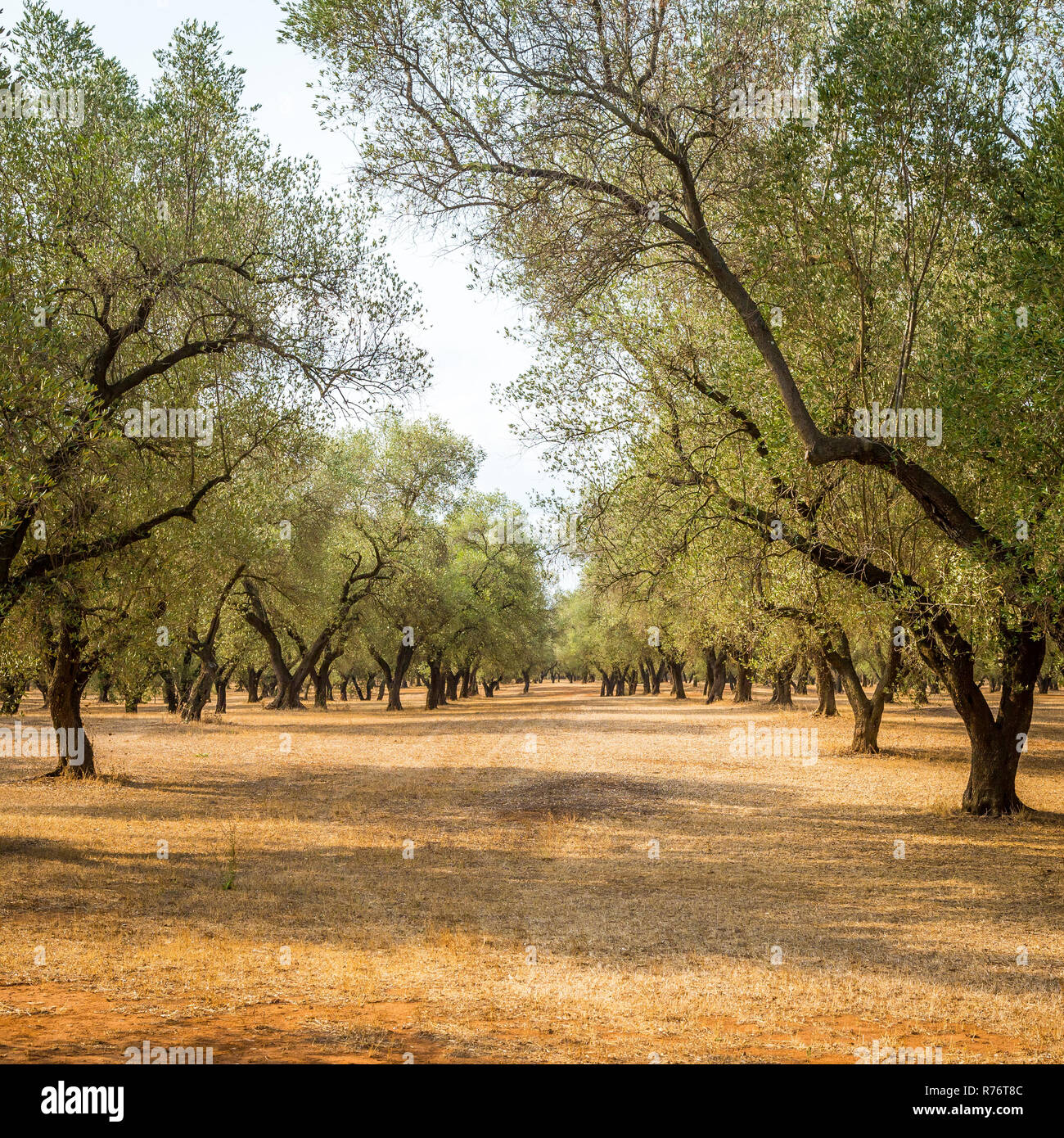 Olive trees plantation Stock Photo - Alamy