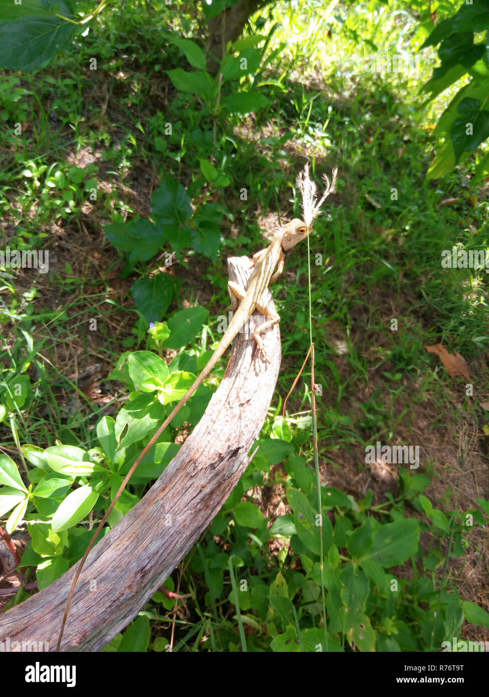 Wild lawn garden lizard hi-res stock photography and images - Alamy