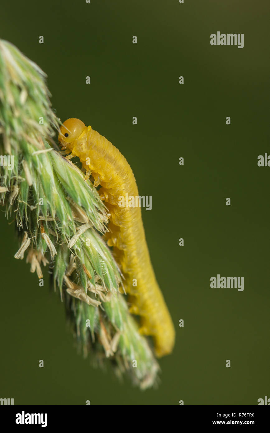 Green plant limbs hi-res stock photography and images - Alamy
