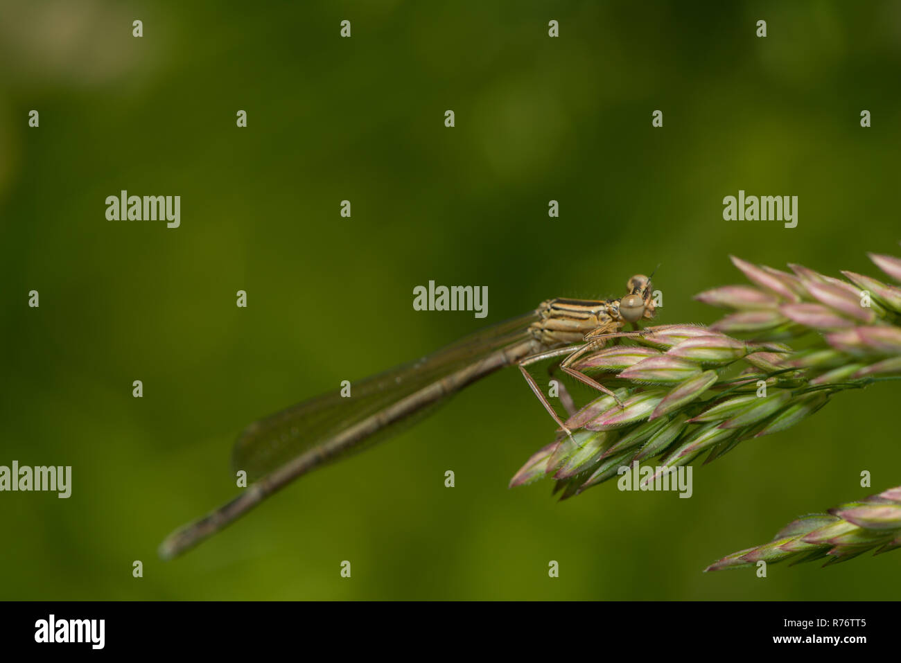 Lestoidea hi-res stock photography and images - Alamy