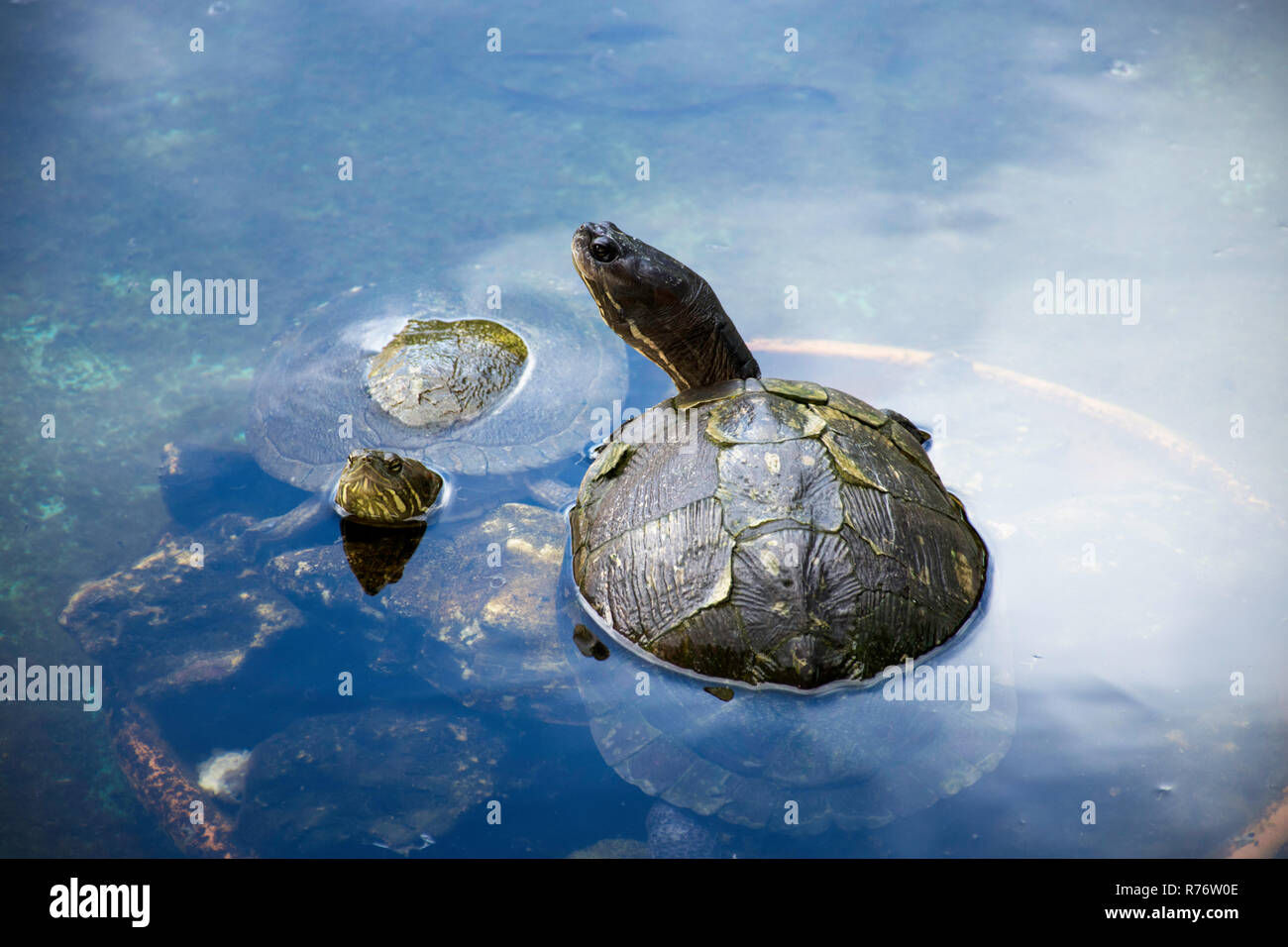 Cuban slider (Trachemys decussata), turtle native to Cuba - Peninsula ...