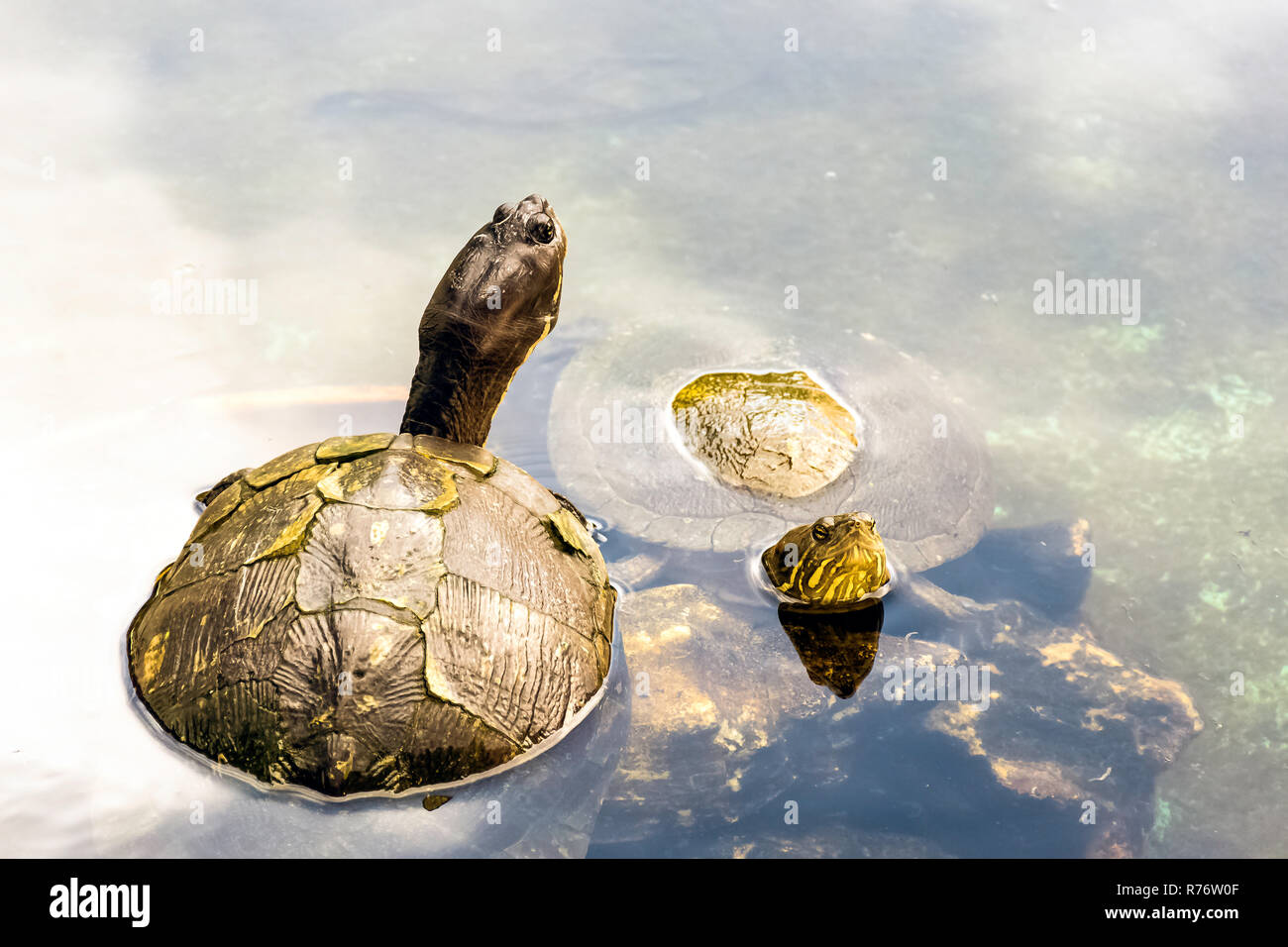 Cuban slider (Trachemys decussata), turtle native to Cuba - Peninsula ...