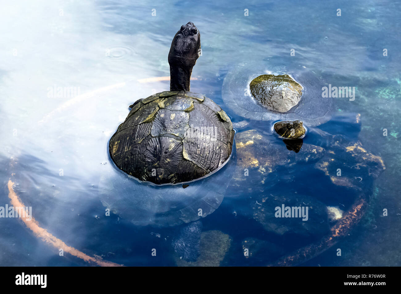 Cuban slider (Trachemys decussata), turtle native to Cuba - Peninsula ...