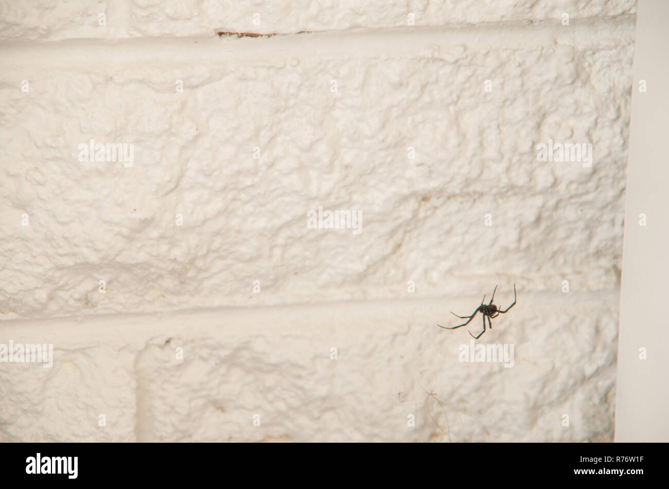 Australian spider house hi-res stock photography and images - Alamy