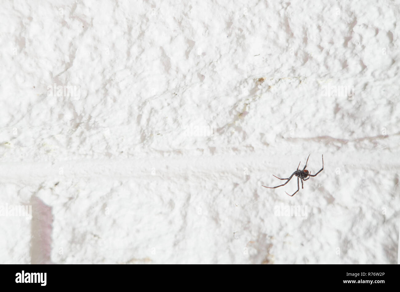 Australian spider house hi-res stock photography and images - Alamy