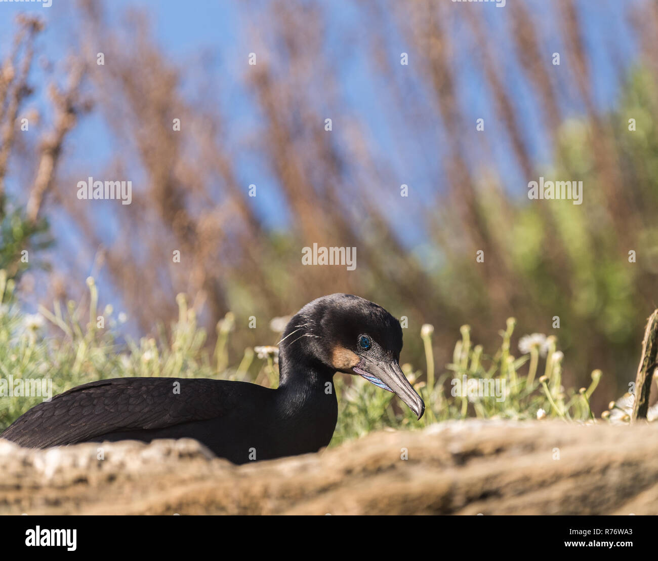 Brandt's Cormorant Bird sitting in the sun Stock Photo - Alamy