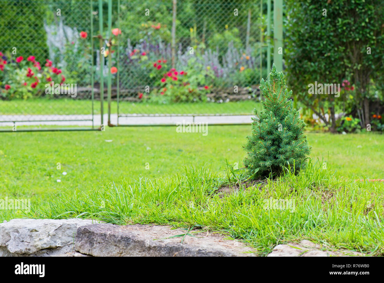 Green grass and spruce Stock Photo - Alamy