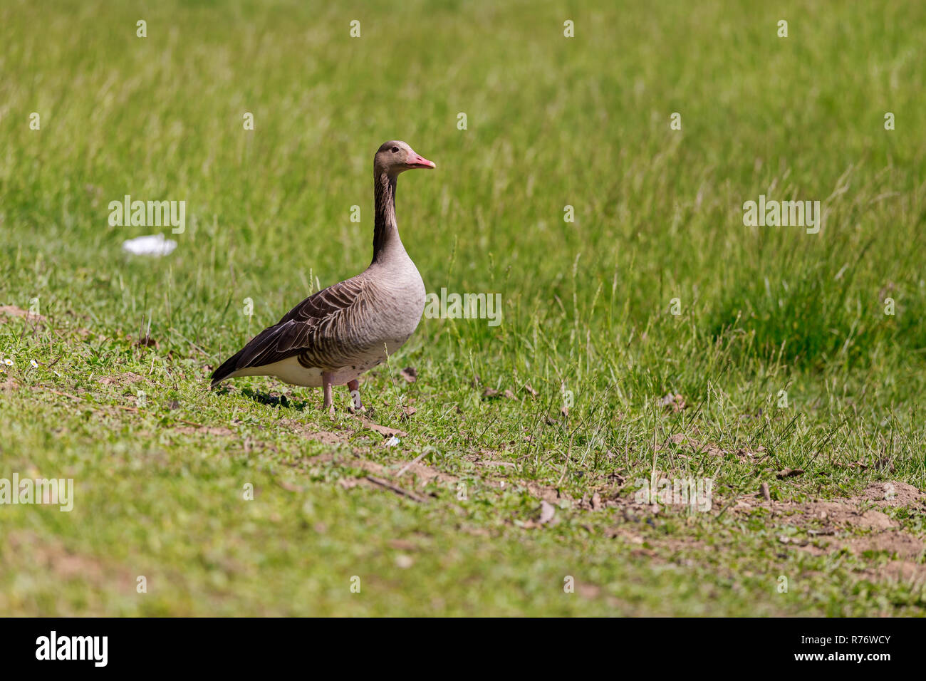 Nice goose portrait in a Austrian village Rust Stock Photo - Alamy