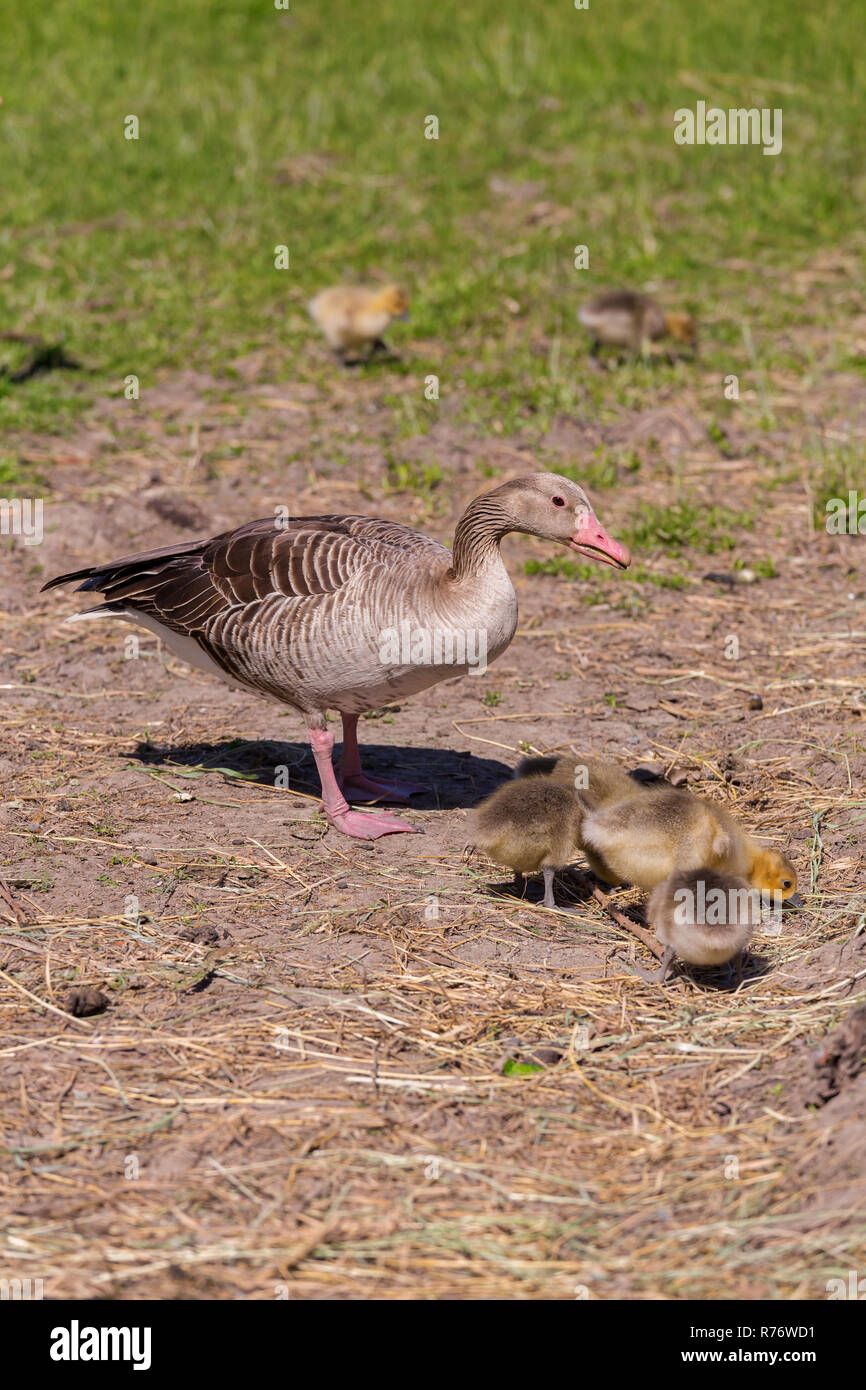 Rust geese hi-res stock photography and images - Alamy