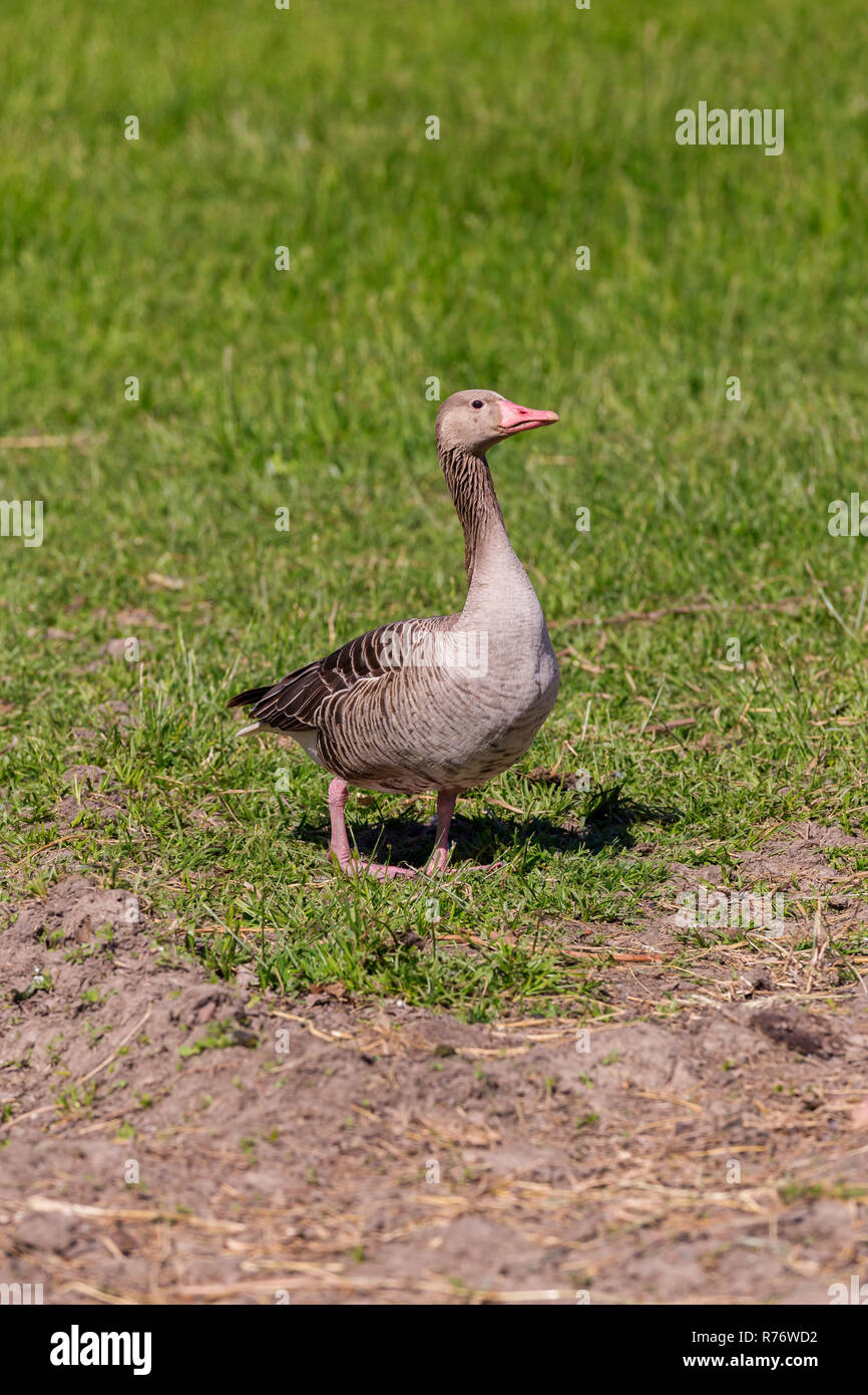 Nice goose portrait in a Austrian village Rust Stock Photo - Alamy