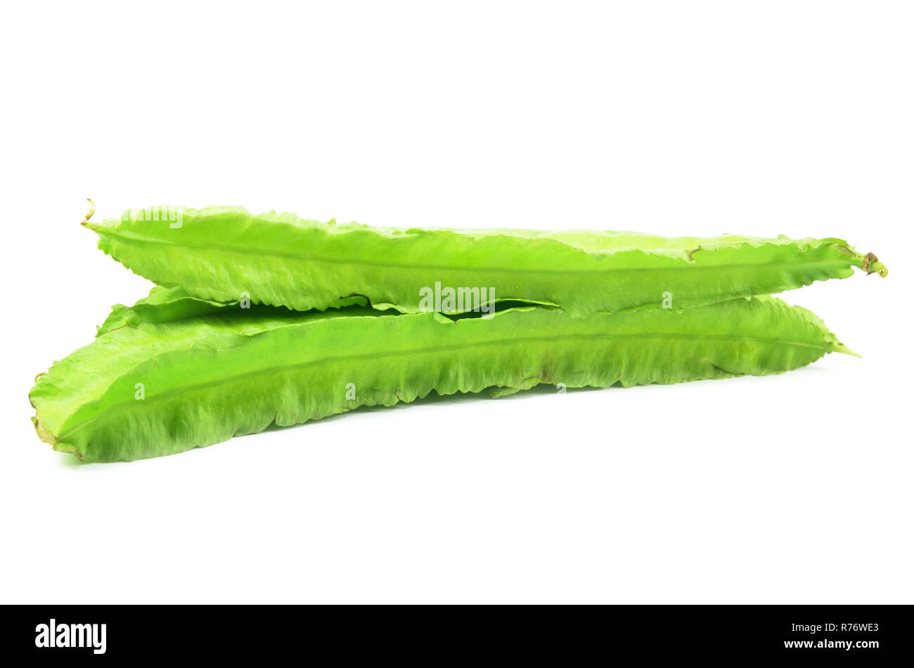 Four winged seed pods hi-res stock photography and images - Alamy