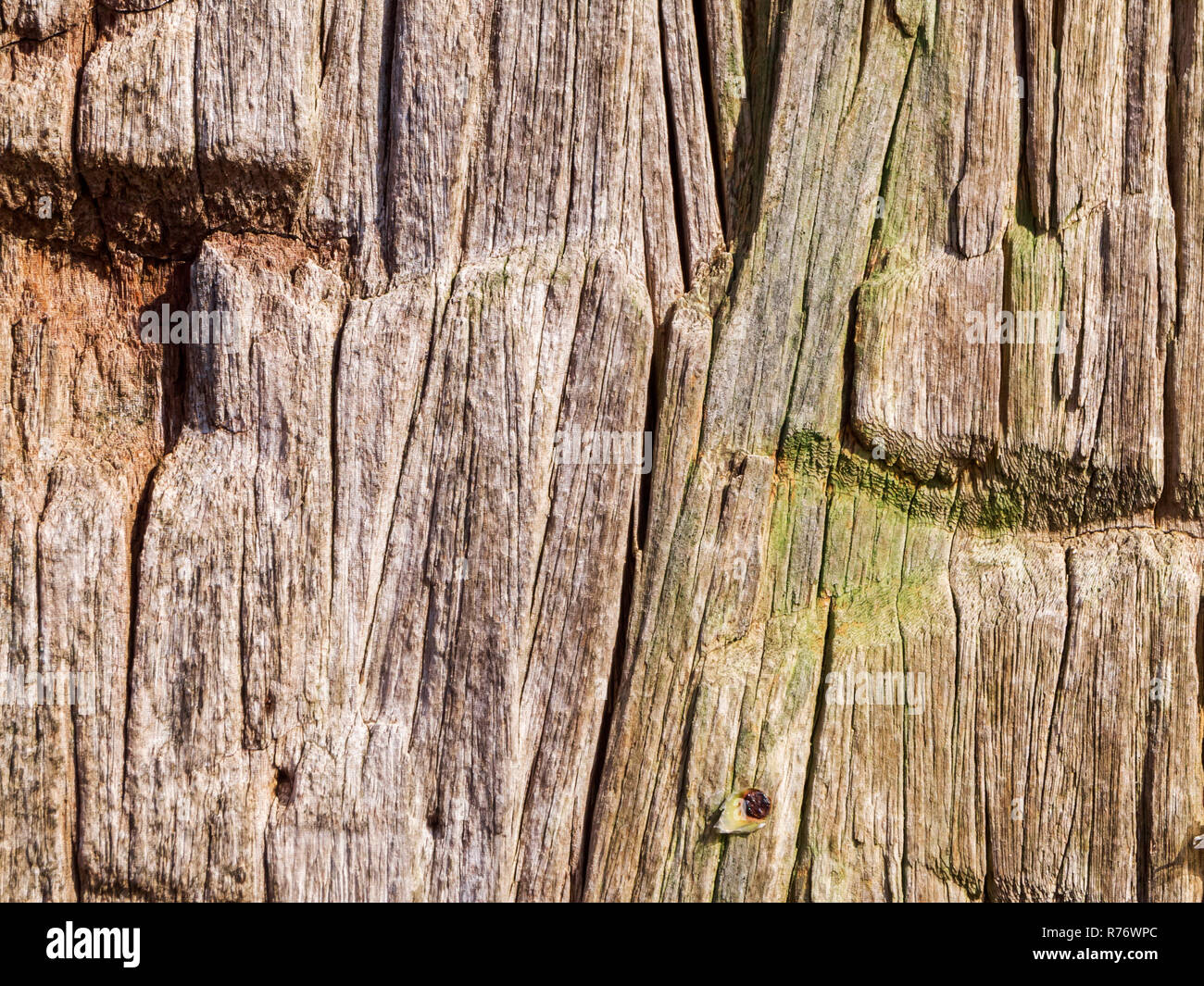 Torn grain wood hi-res stock photography and images - Alamy