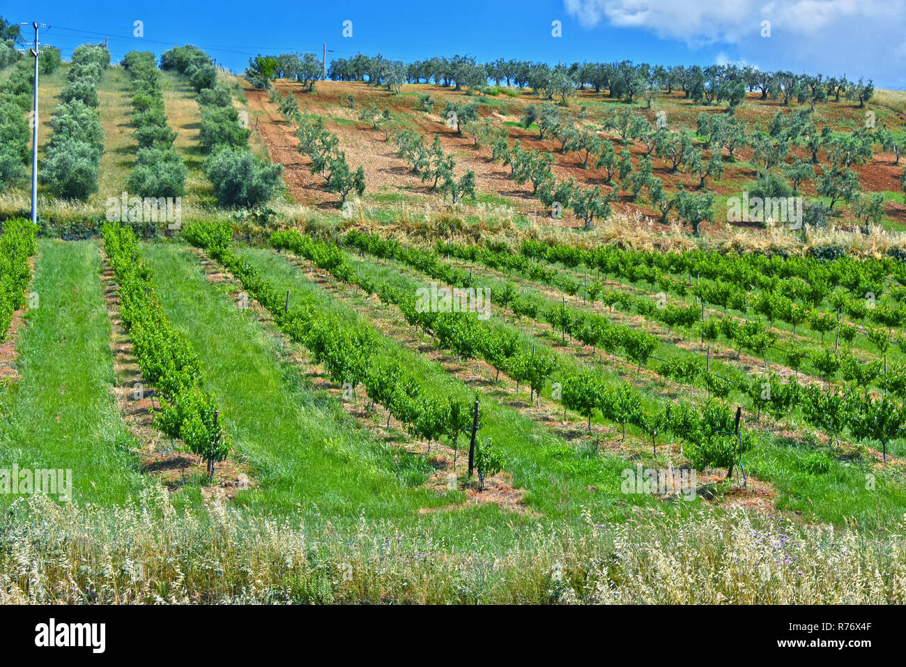 Calabria italy vineyard hi-res stock photography and images - Alamy