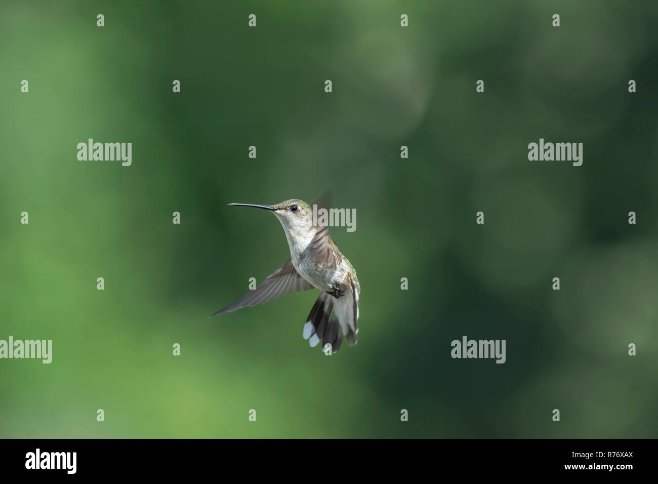 Ruby-throated Hummingbird in flight Stock Photo - Alamy