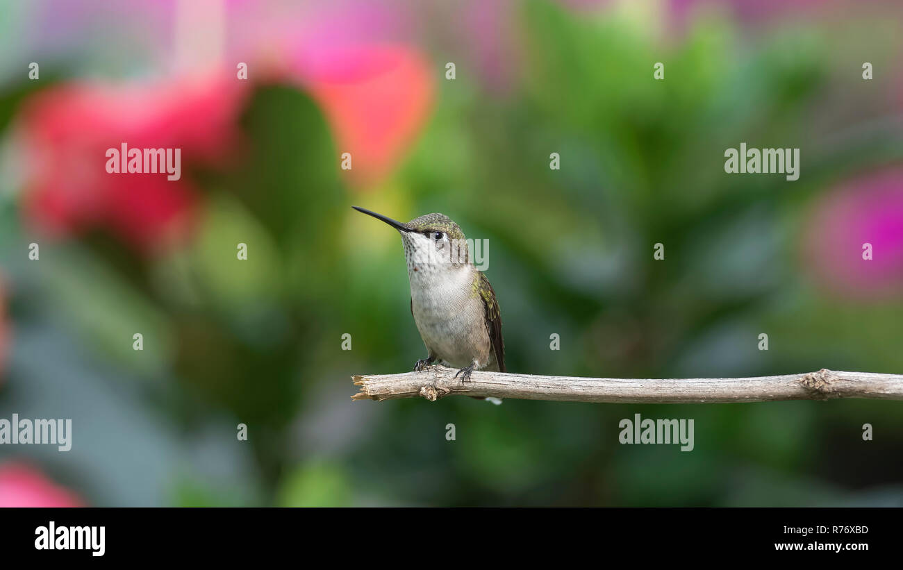 Juvenile male ruby throated hummingbird hi-res stock photography and ...