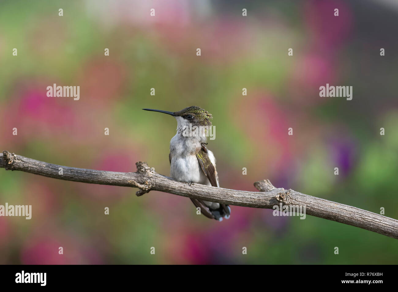 Ruby-throated Hummingbird scratching his neck Stock Photo - Alamy