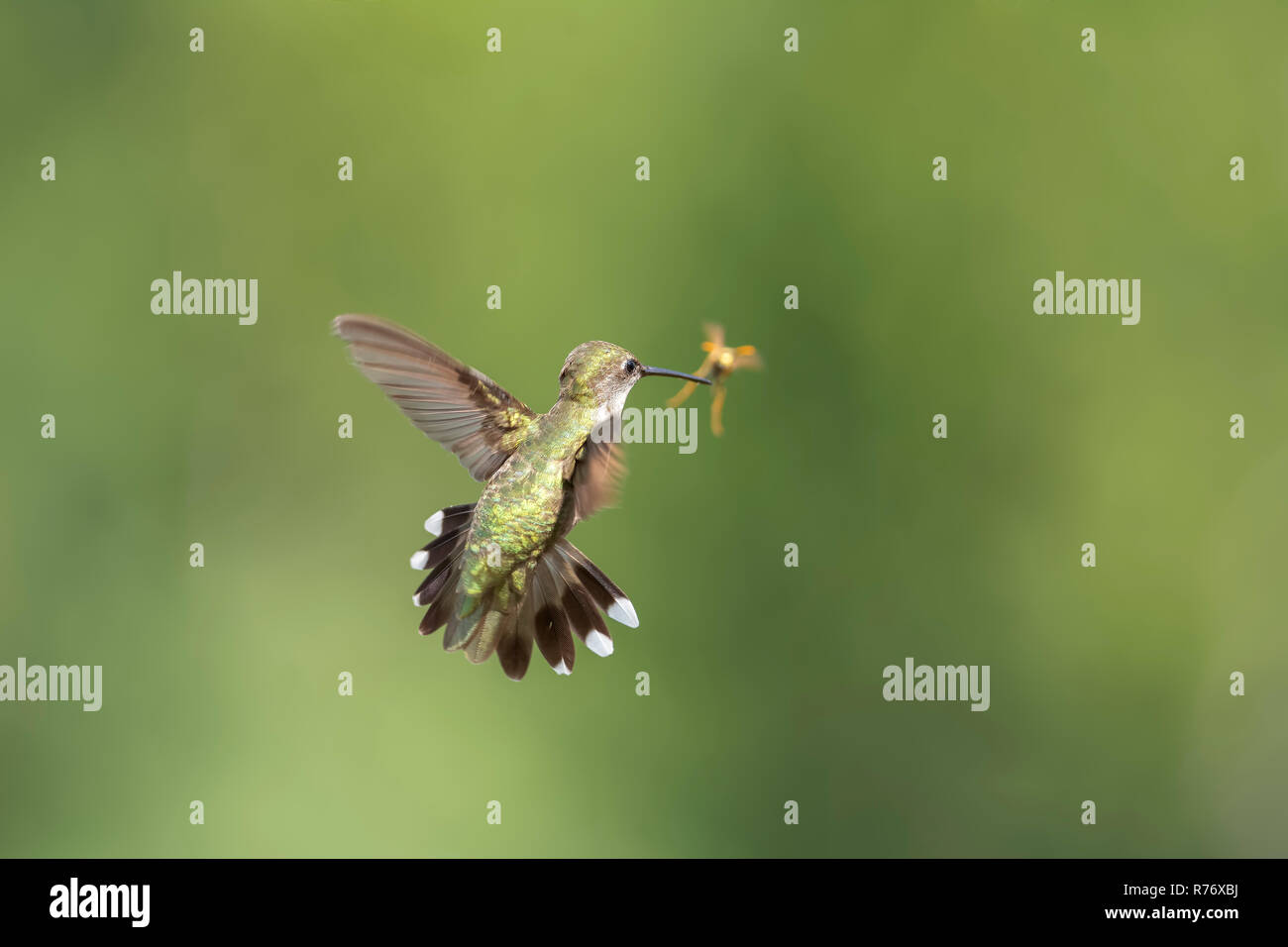 Ruby-throated Hummingbird stopping for a Yellow Jacket wasp. Discretion ...