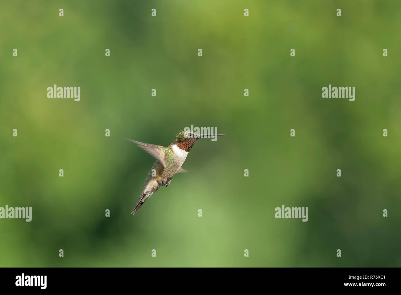 Adult male Ruby-throated Hummingbird in flight Stock Photo - Alamy