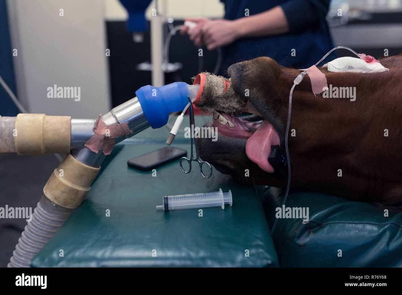 Horse being operated in hospital Stock Photo - Alamy