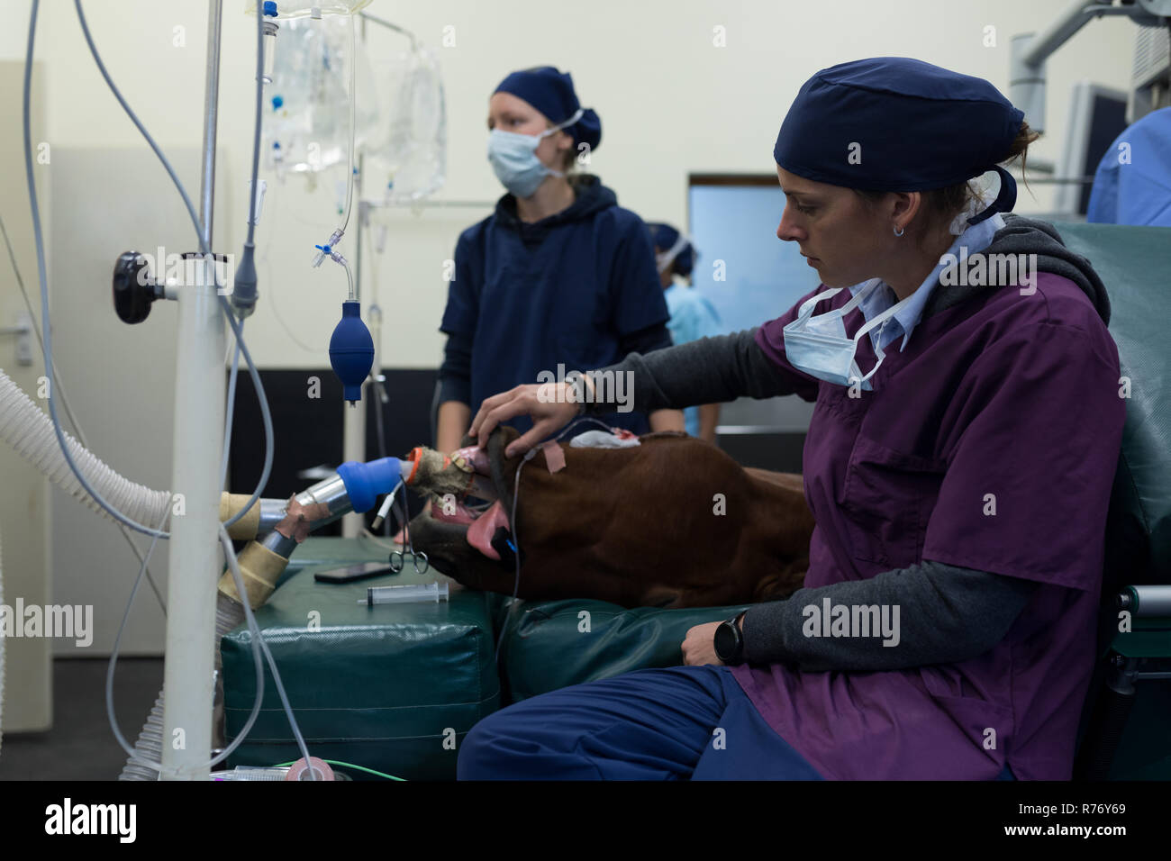 Female surgeon examining a horse in operation theatre Stock Photo - Alamy