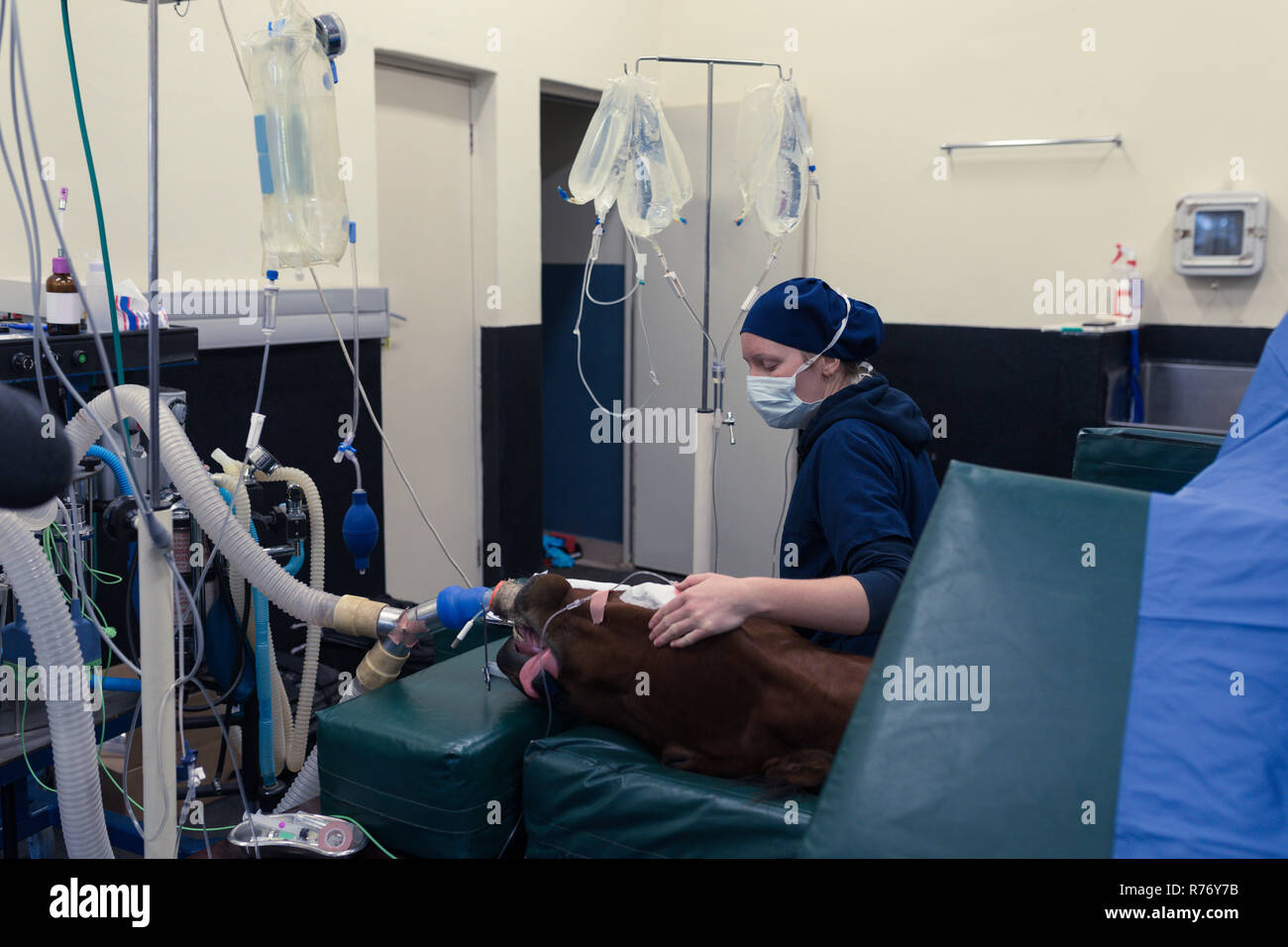 Female surgeon examining a horse in operation theatre Stock Photo - Alamy