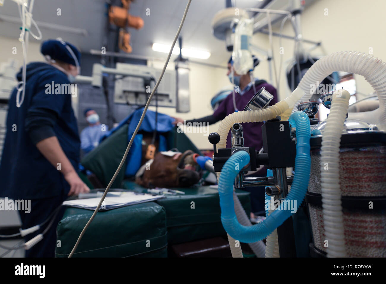 Female surgeon examining a horse in operation theatre Stock Photo - Alamy