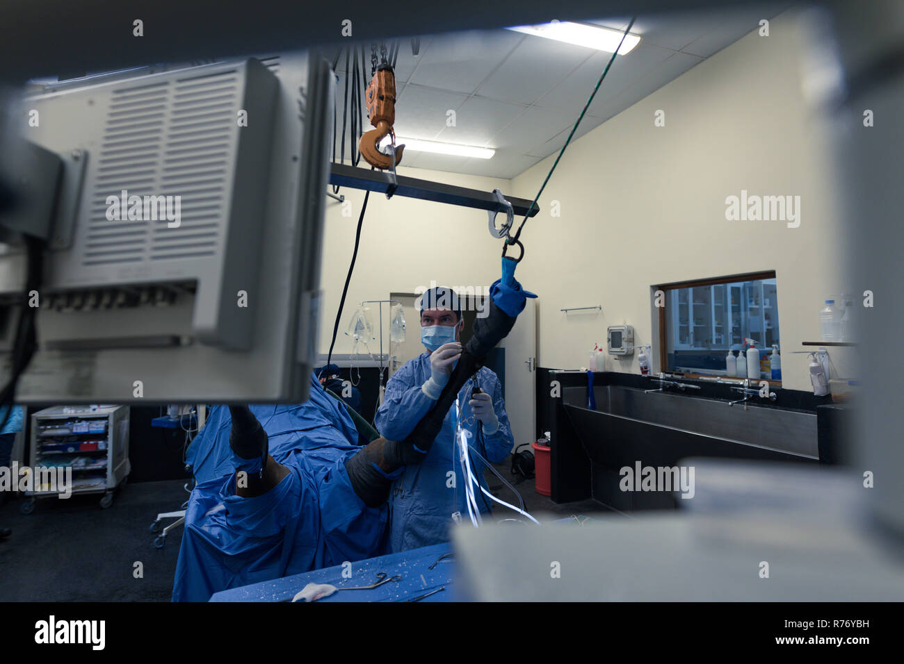 Female surgeon examining a horse in operation theatre Stock Photo - Alamy