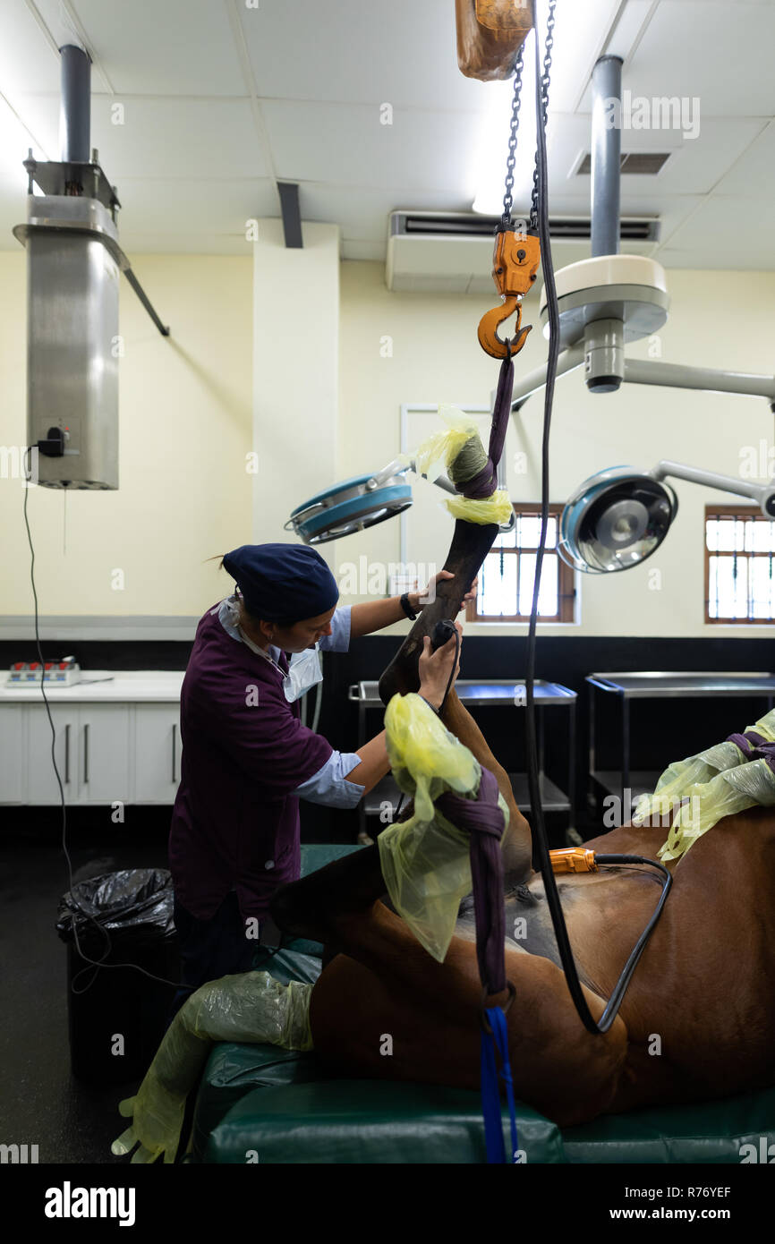 Surgeon examining a horse in operation theatre Stock Photo - Alamy