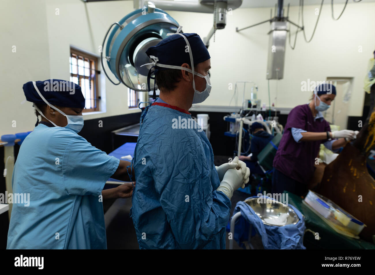 Surgeons operating a horse in operation theatre Stock Photo - Alamy