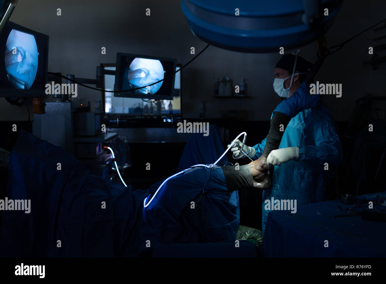 Surgeon examining a horse in operation theatre Stock Photo - Alamy
