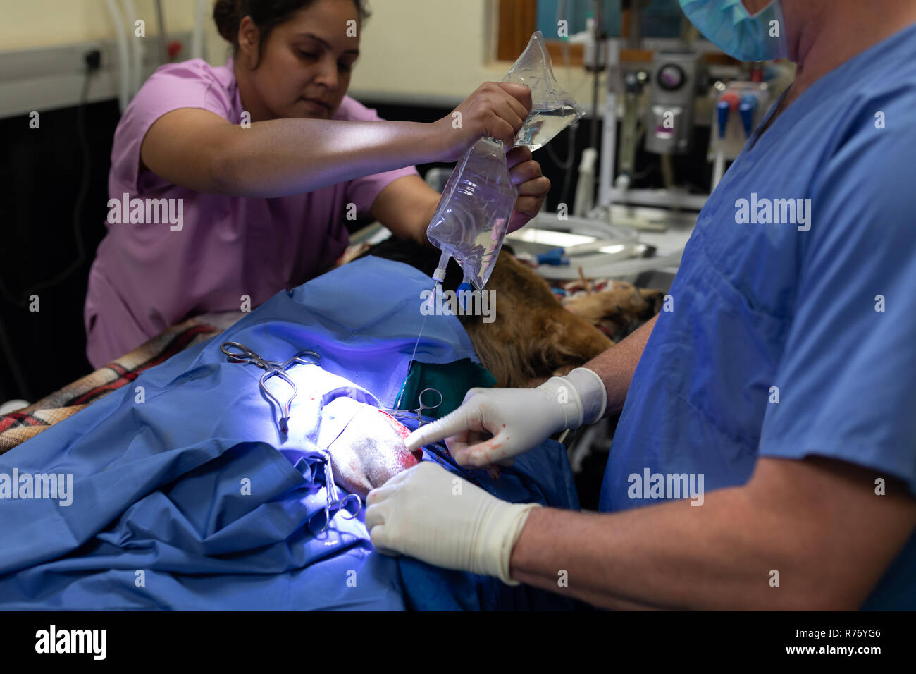 Surgeon operating a dog in operation theatre Stock Photo - Alamy