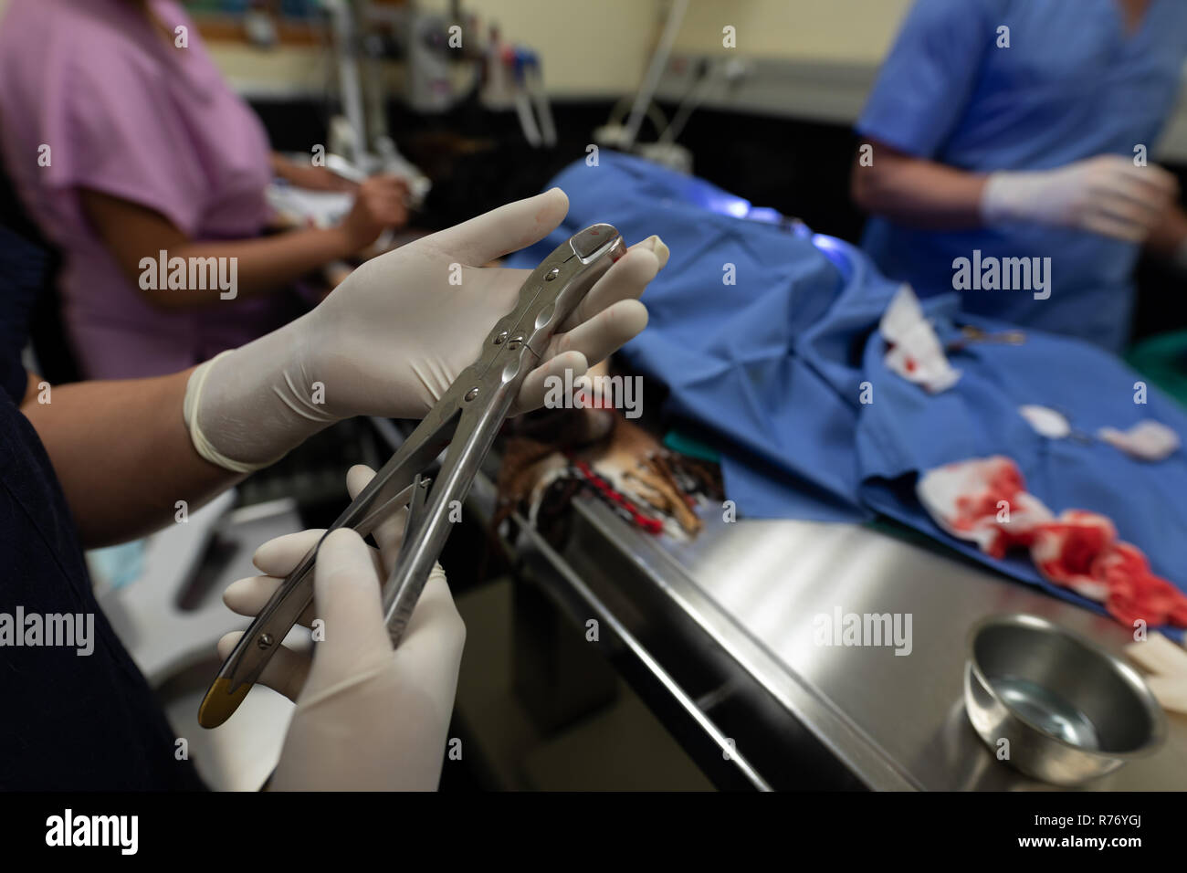 Surgeon operating a dog in operation theatre Stock Photo - Alamy
