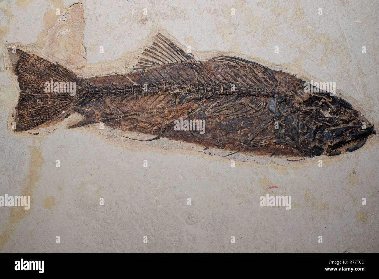 Ancient fish fossil Stock Photo - Alamy