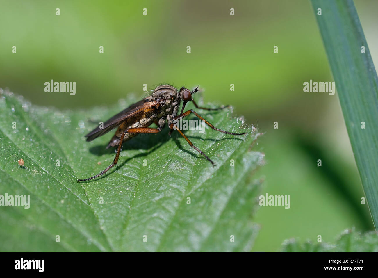 robber fly - asilidae Stock Photo - Alamy