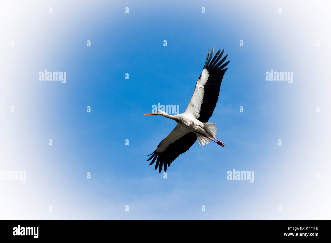 flying stork bird Stock Photo - Alamy