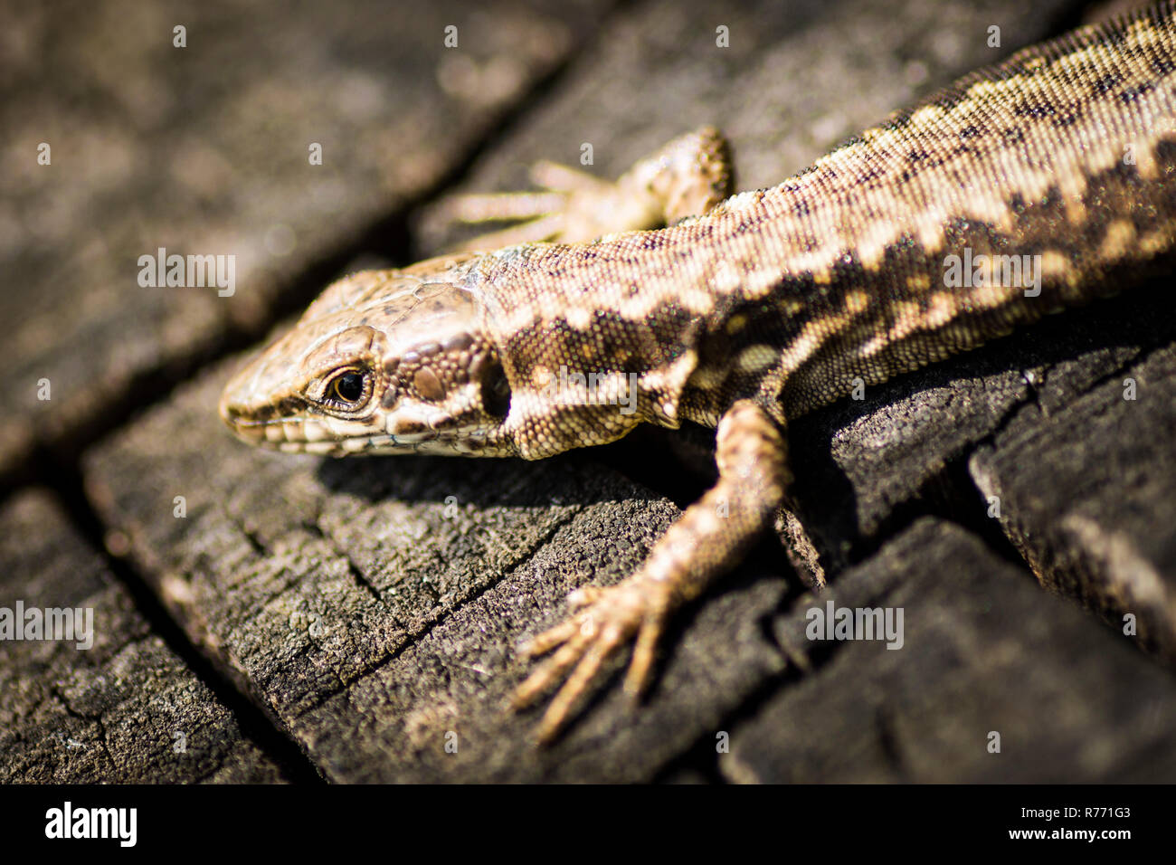 Reptile lizard macro close hi-res stock photography and images - Alamy