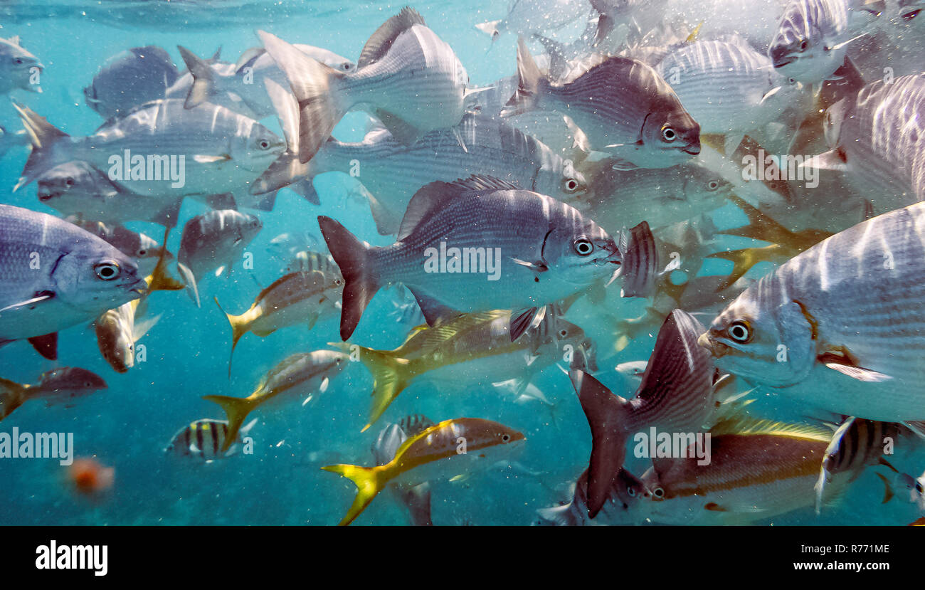 Marine life in Atlantic Ocean on Cuban coast Stock Photo - Alamy