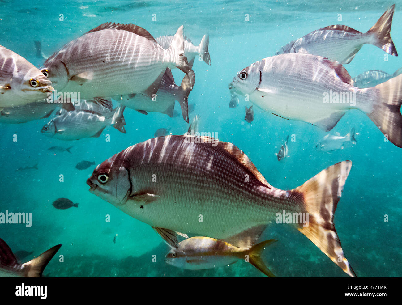 Marine life in Atlantic Ocean on Cuban coast Stock Photo - Alamy